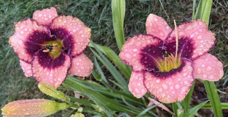 Hemerocallis "Macbeth" | Rasadnik Mihalek