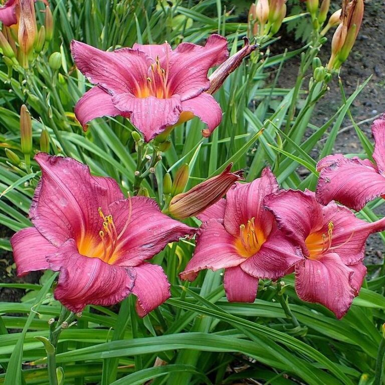 Hemerocallis "Summer Wine" | Rasadnik Mihalek