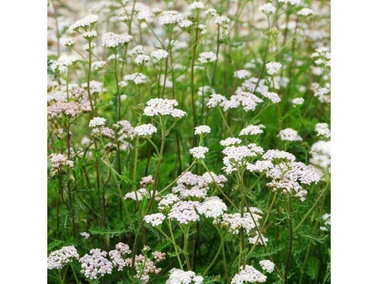 Achillea millefolium "White Beauty" | Rasadnik Mihalek