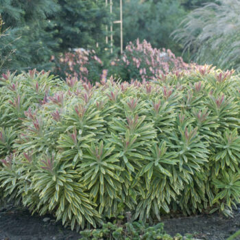 Euphorbia "Ascot Rainbow" | Rasadnik Mihalek