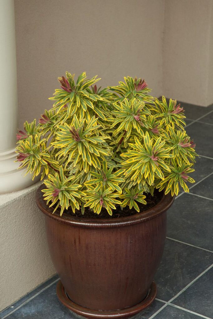 Euphorbia "Ascot Rainbow" | Rasadnik Mihalek