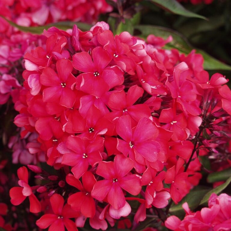 Flox paniculata "Starfire" | Rasadnik Mihalek