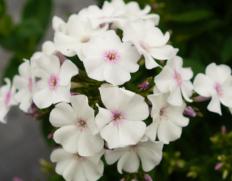 Flox paniculata "Ka-Pow White" | Rasadnik Mihalek