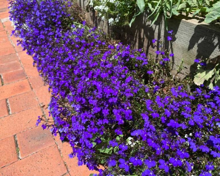 Lobelia erinus | Rasadnik Mihalek