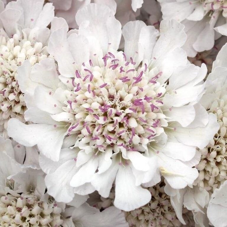 Scabiosa incisa "Kudo White" | Rasadnik Mihalek
