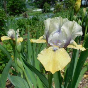 Irisi - perunike | Rasadnik Mihalek