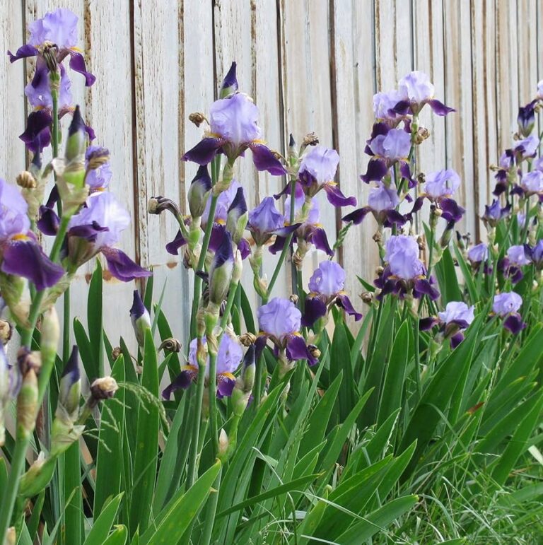 Iris germanica "Alcazar" | Rasadnik Mihalek