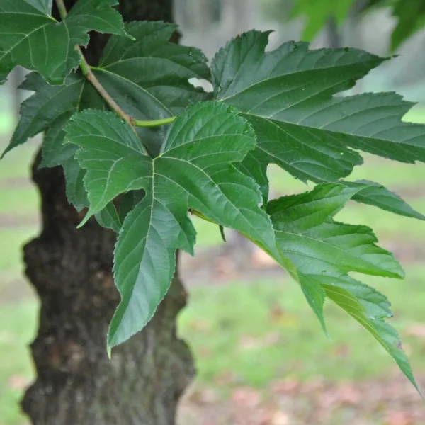 Morus alba "Fruitless" | Rasadnik Mihalek