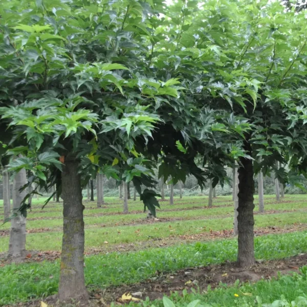 Morus alba "Fruitless" | Rasadnik Mihalek